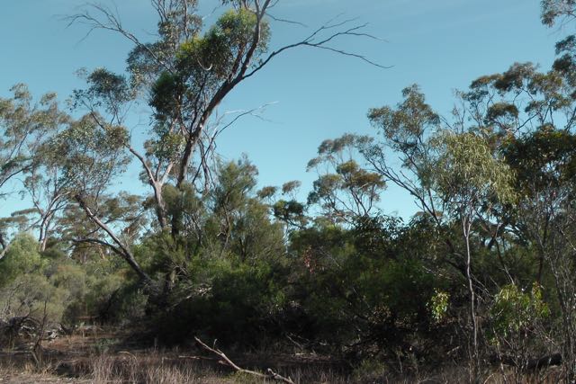 Clements Gap Conservation Park | VK5PAS