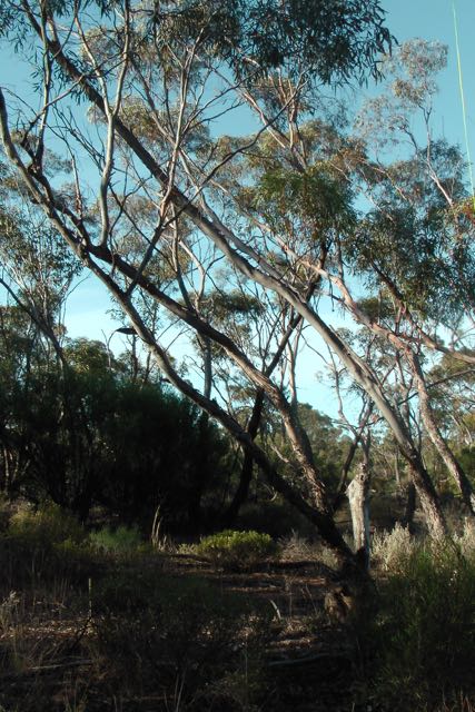 Clements Gap Conservation Park | VK5PAS