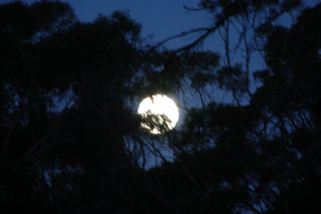 Clements Gap Conservation Park | VK5PAS