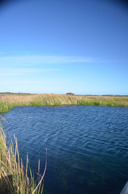 Piccaninnie Ponds Conservation Park | VK5PAS