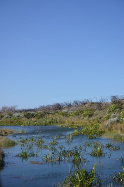 Piccaninnie Ponds Conservation Park | VK5PAS