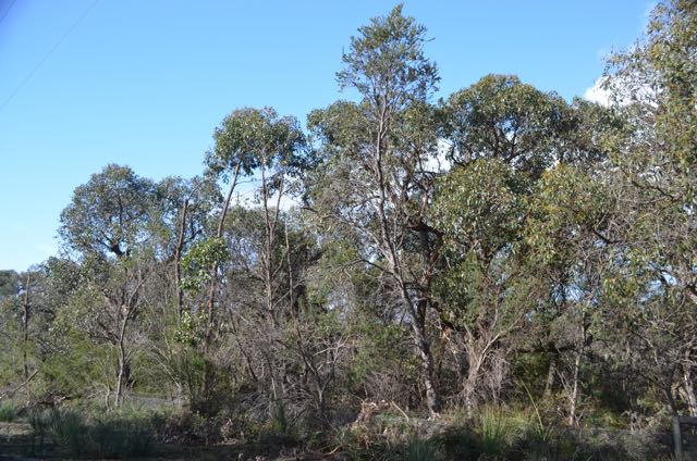 Calectasia Conservation Park | VK5PAS