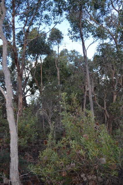 Calectasia Conservation Park | VK5PAS