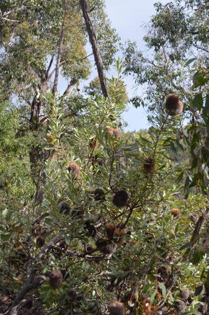 Calectasia Conservation Park | VK5PAS