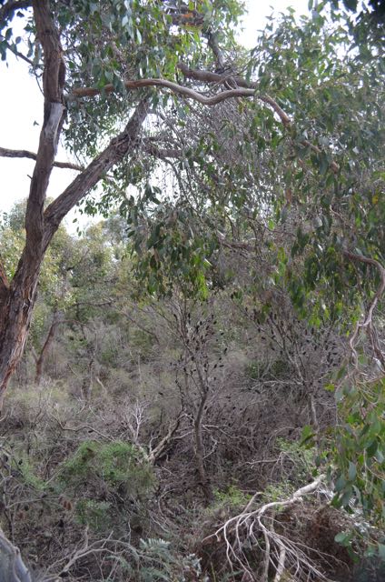 Calectasia Conservation Park | VK5PAS