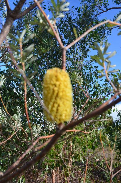 Calectasia Conservation Park | VK5PAS