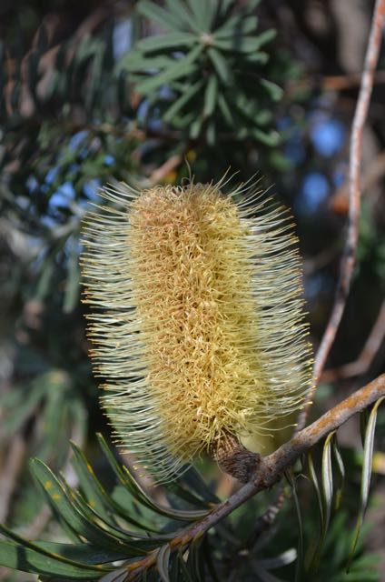 Calectasia Conservation Park | VK5PAS