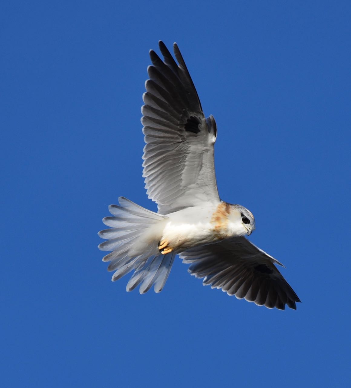 Lawari Conservation Park 5CP-278 and VKFF-1767 | VK5PAS