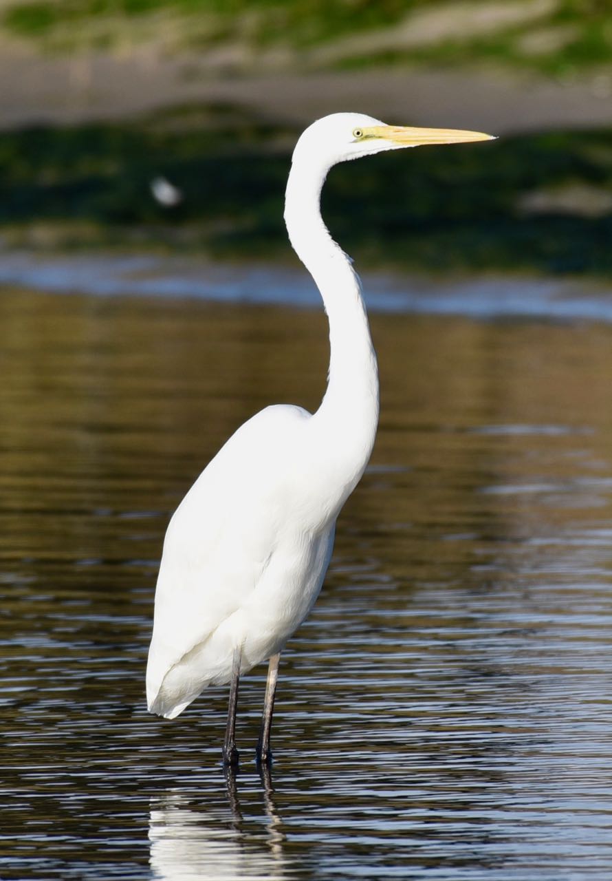 Lawari Conservation Park 5CP-278 and VKFF-1767 | VK5PAS