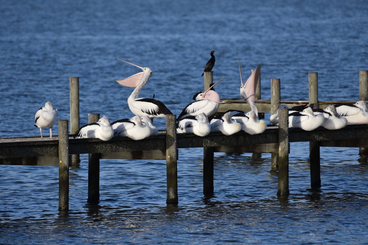 Lawari Conservation Park 5CP-278 and VKFF-1767 | VK5PAS