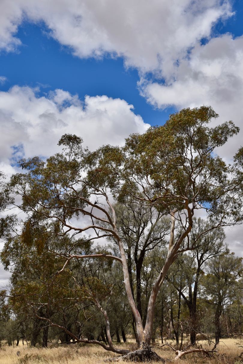 Barrett Flora and Fauna Reserve VKFF-2264 | VK5PAS