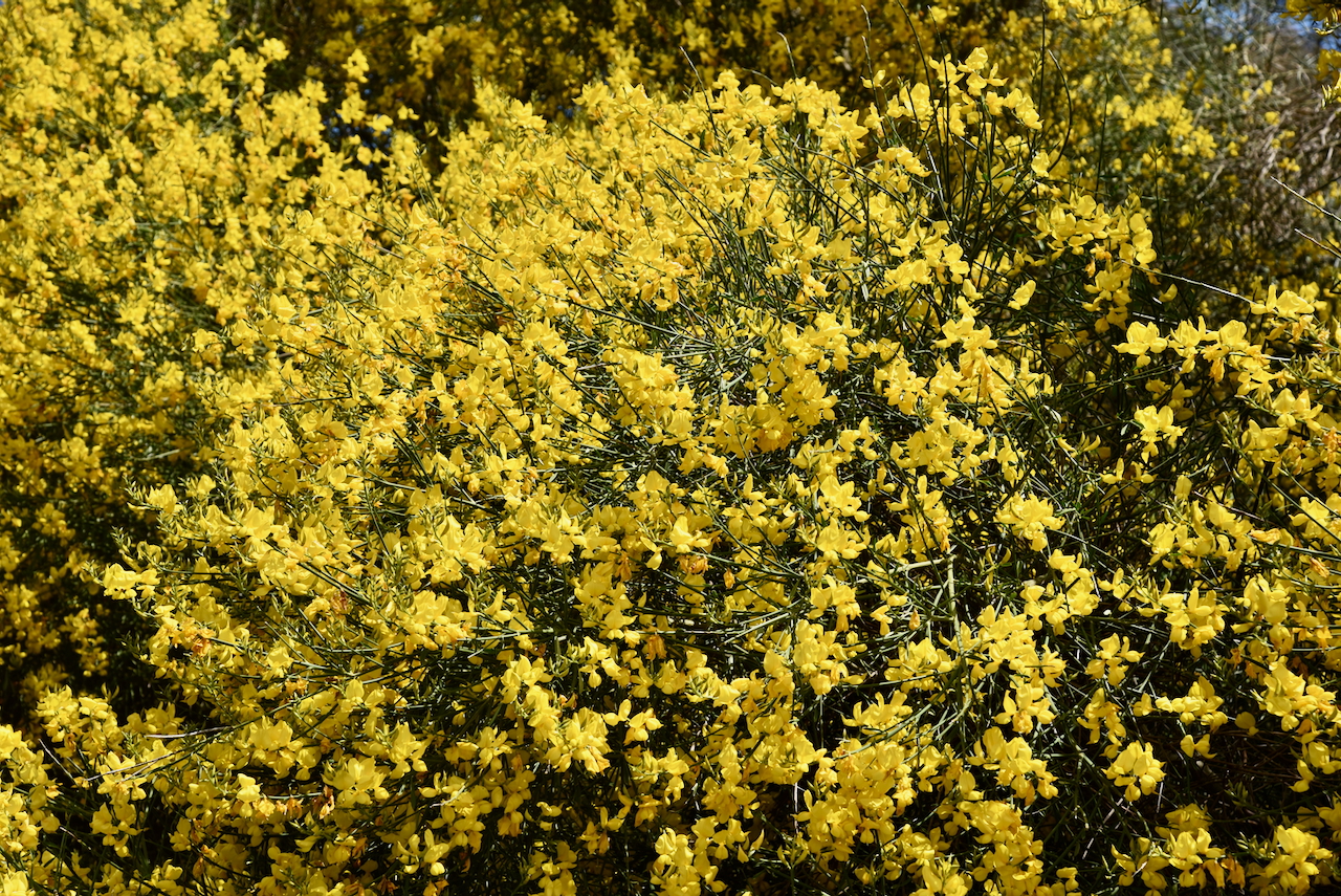 California Gully Bushland Reserve VKFF-4723 | VK5PAS